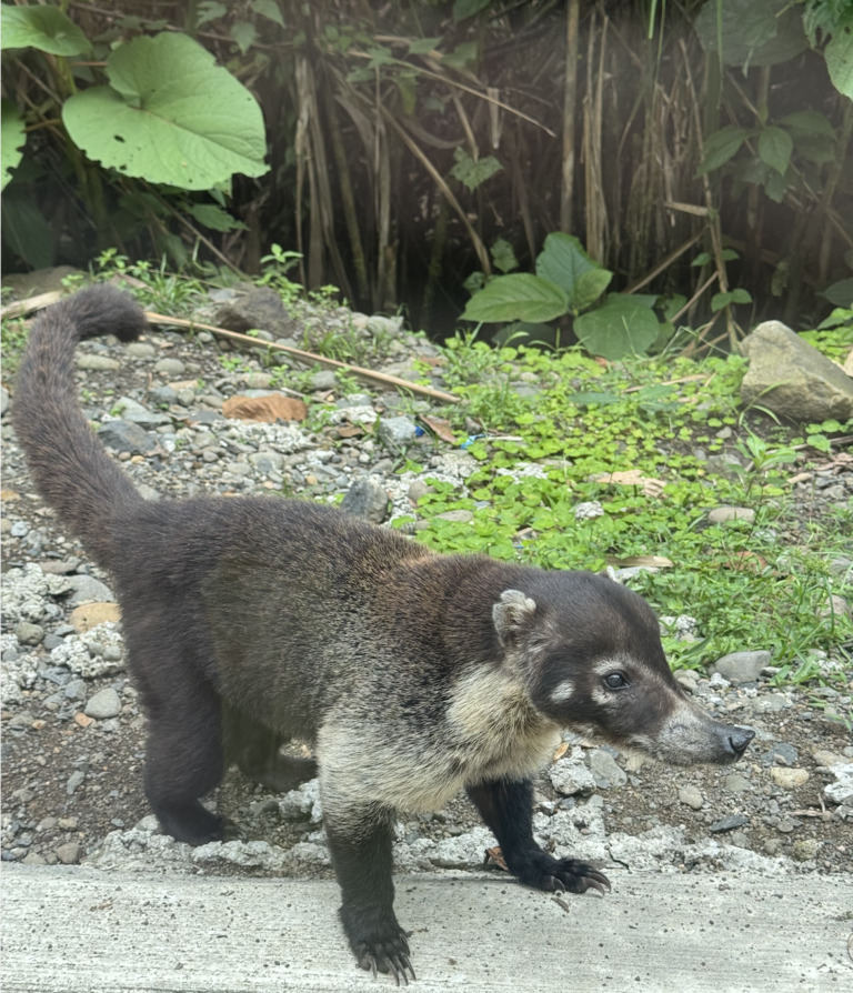 7 Days Costa Rica Itinerary | Costa Rica with Kids - Outdoor Adventure